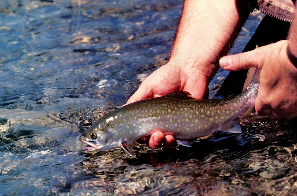 La Truite de Mer, Vous Connaissez? par Gérard Bilodeau