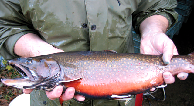 La Truite de Mer au Saguenay ; Des Populations de Poissons Uniques dans ...