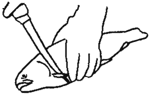 Comment faire vos Filets de Poissons